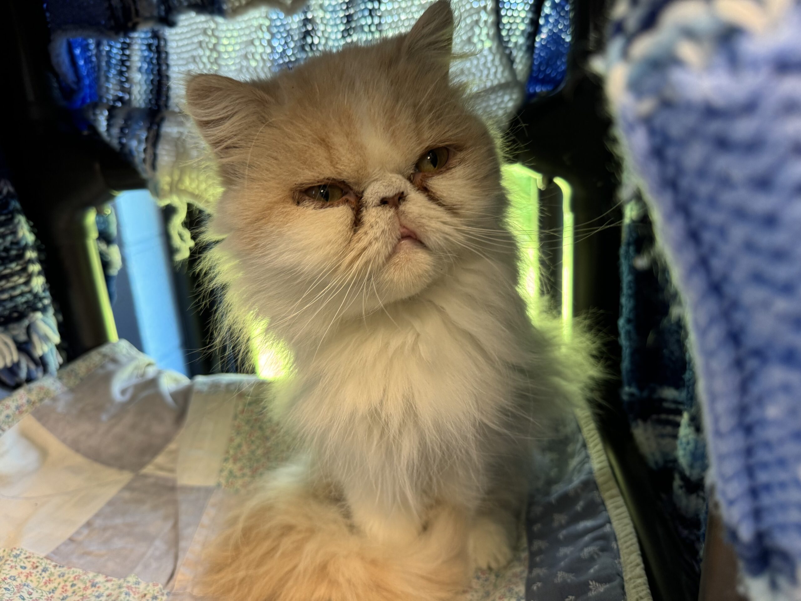 Blinky Is CCHS Pet Of Week | News, Sports, Jobs - Post Journal